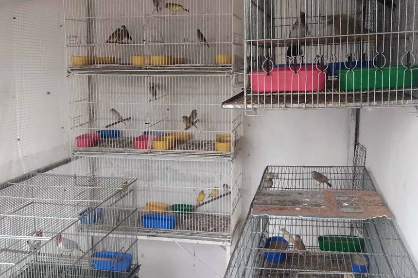 Secuestro de más de 70 aves silvestres en Santa Ana | Alta Info