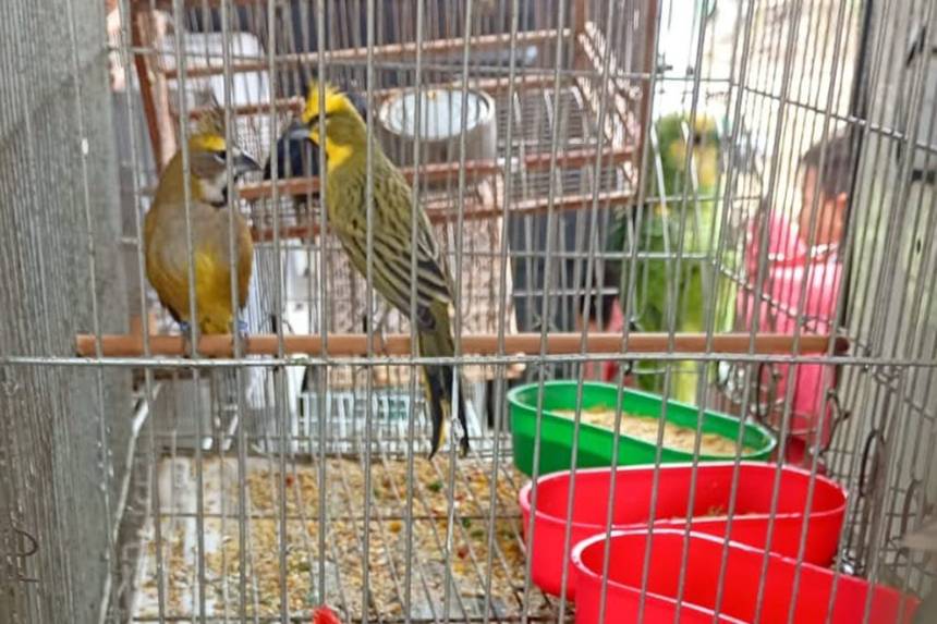 Secuestro de más de 70 aves silvestres en Santa Ana | Alta Info