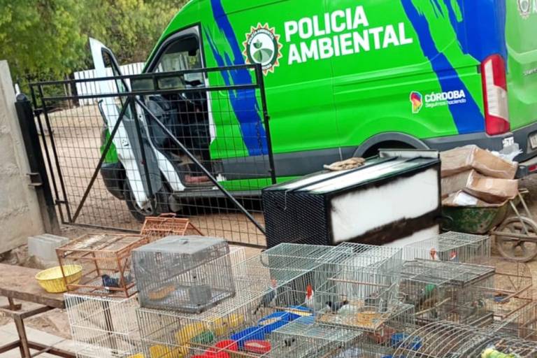 Secuestro de más de 70 aves silvestres en Santa Ana | Alta Info